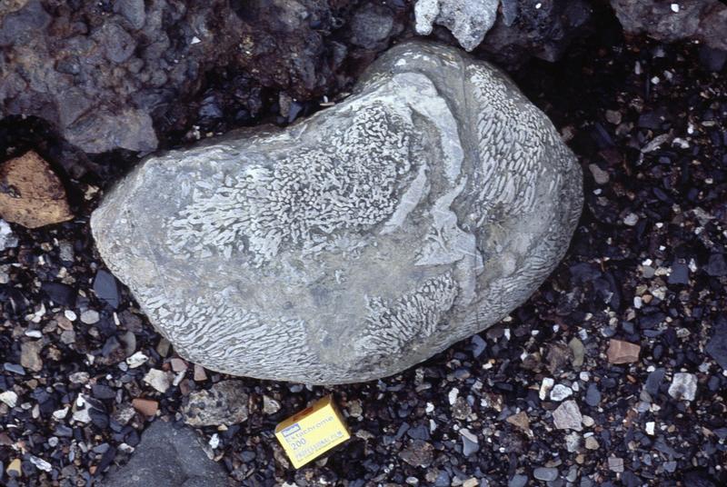 "Spaghetti Rock" - Lithostrotian coral in limestone - Falkirk Council