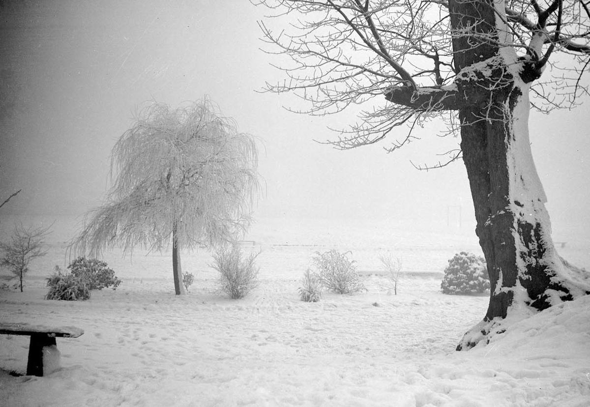 Zetland Park in snow - Falkirk Council